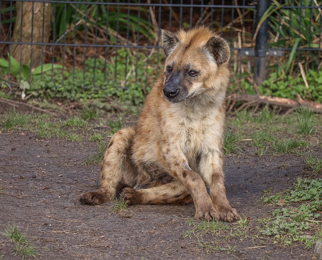 Hyena Nature Animal - Free photo on Pixabay - Pixabay
