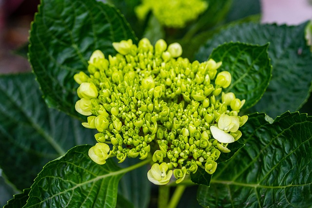 Flowers Leaves Hydrangeas - Free photo on Pixabay - Pixabay
