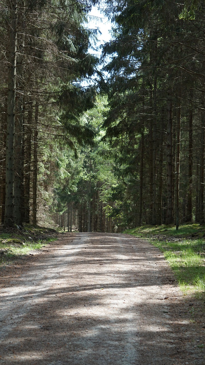 Nature Woods Landscape - Free photo on Pixabay - Pixabay