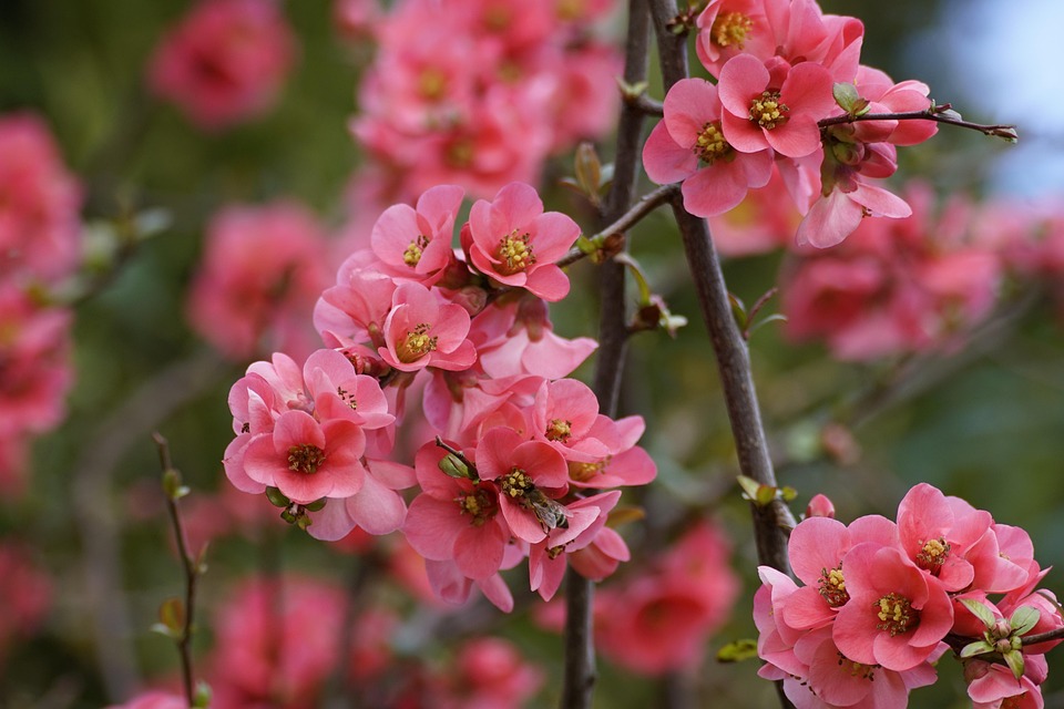 Quince Flowers Chaenomeles - Free photo on Pixabay - Pixabay