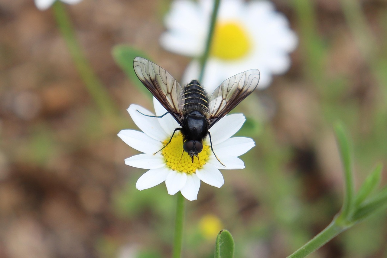 Lomatia Lalat Lebah Bunga Aster - Foto gratis di Pixabay - Pixabay