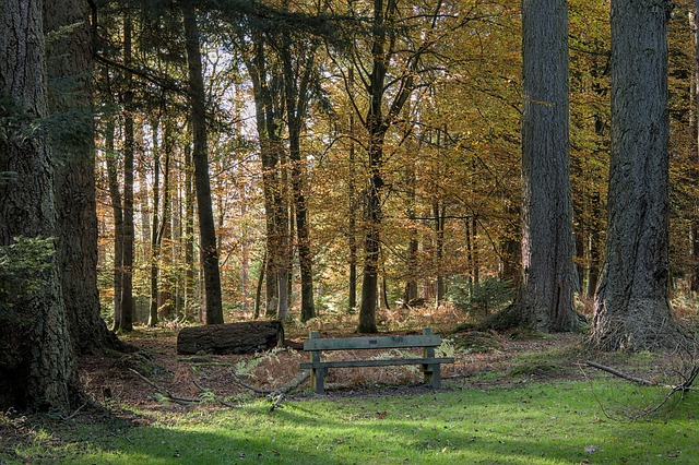 Neuer Wald Bank Bäume - Kostenloses Foto auf Pixabay