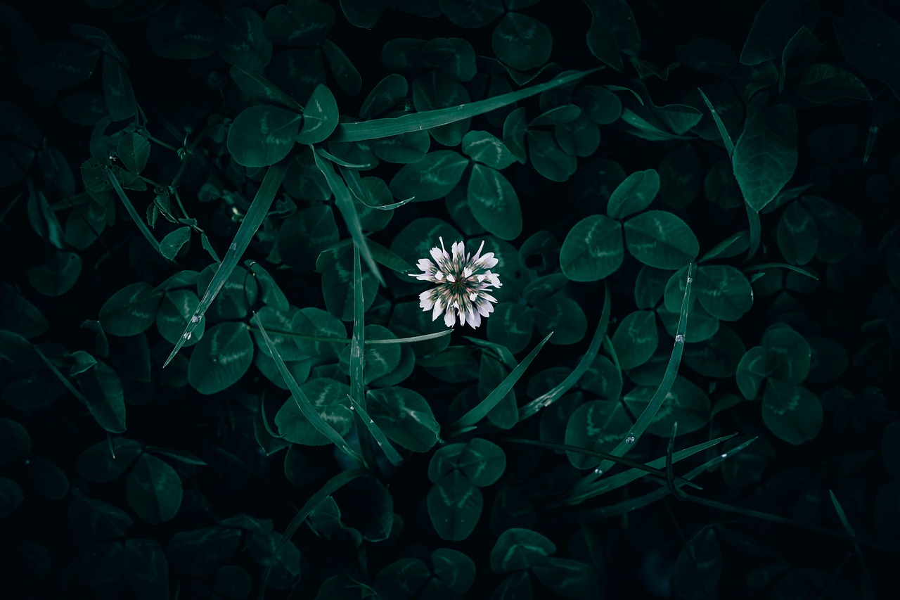 Bloom Merapatkan Semanggi Bunga - Foto gratis di Pixabay - Pixabay