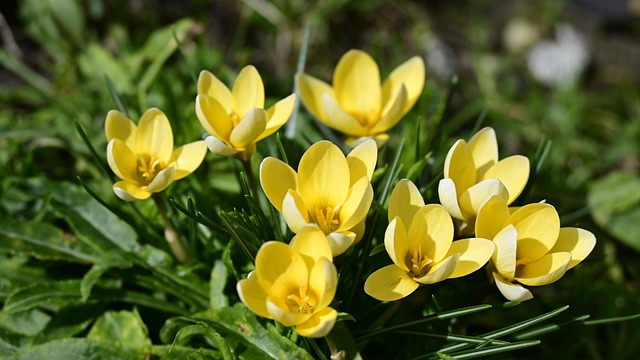 Golden Gold Crocuses - Free photo on Pixabay - Pixabay
