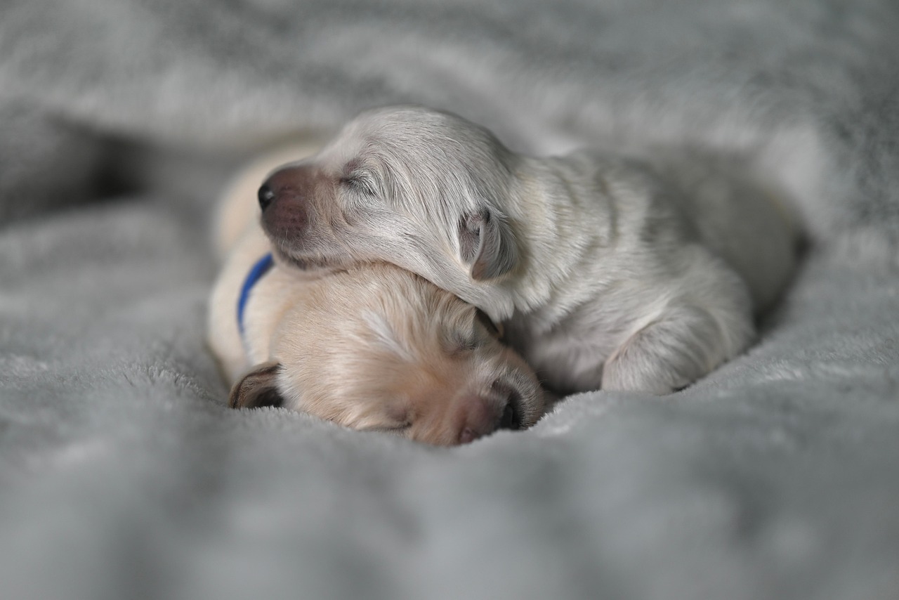 Plus de 10 000 images de Chiots et de Nature - Pixabay