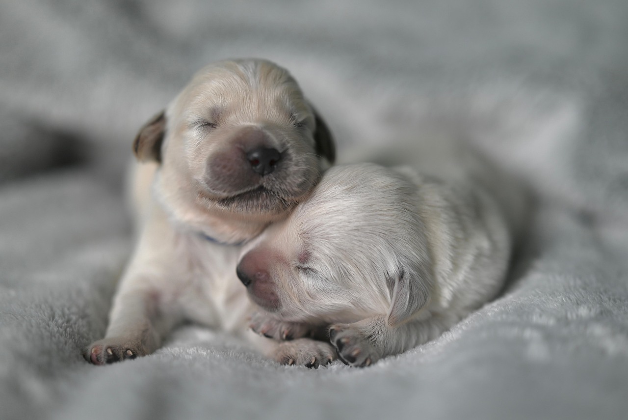 20.000+ Gambar Fond D'Écran Golden Retriever & Anjing Gratis - Pixabay
