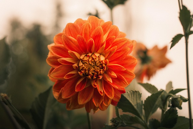 Orange Fleur Nature - Photo gratuite sur Pixabay - Pixabay