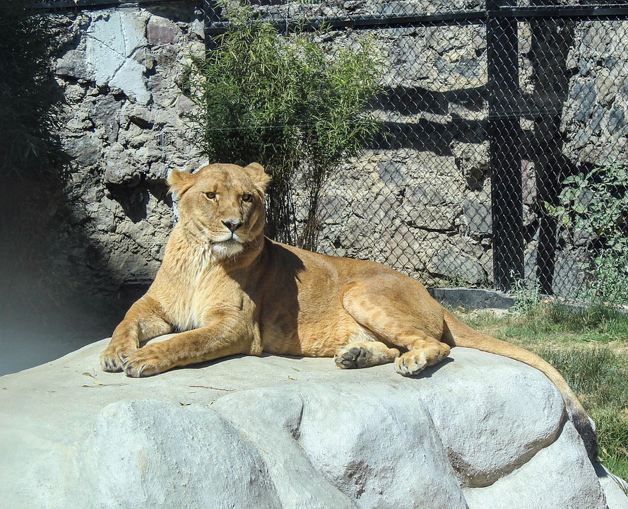 Leon Lionne Animal - Photo gratuite sur Pixabay - Pixabay