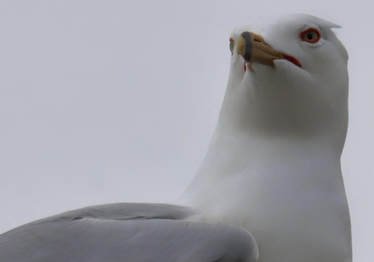 Seagull Bird Nature - Free photo on Pixabay - Pixabay