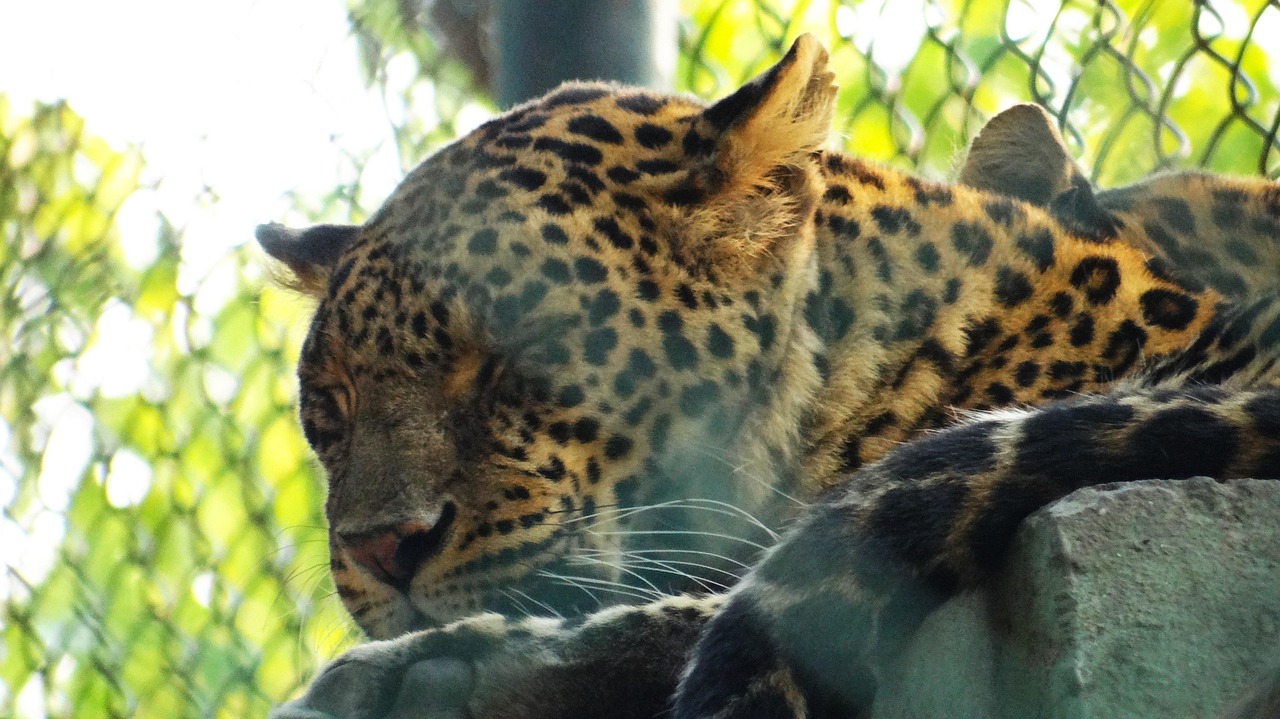 Zoo Leopard Caged - Free photo on Pixabay - Pixabay