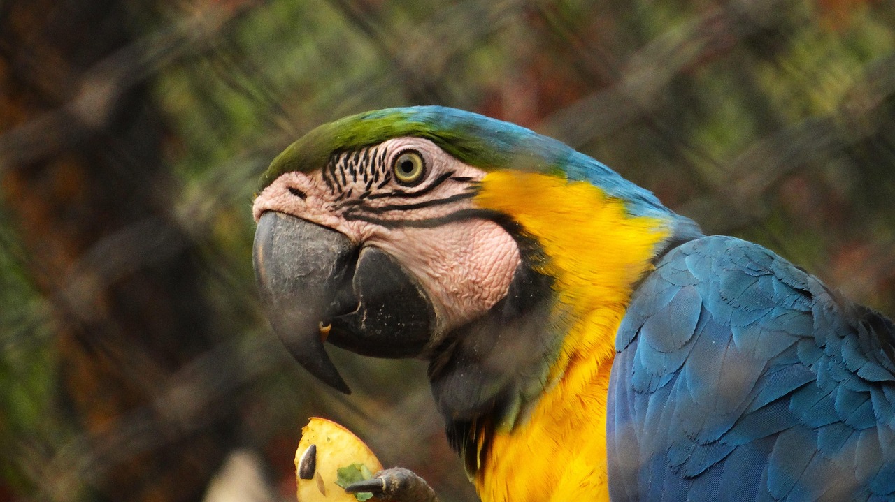 Oiseau Zoo Mis En Cage - Photo gratuite sur Pixabay - Pixabay
