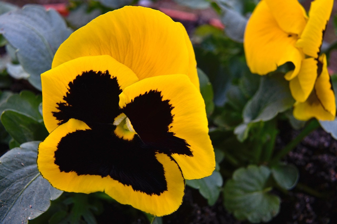 Stedmoderblomst Blomst Blomstre - Gratis foto på Pixabay - Pixabay