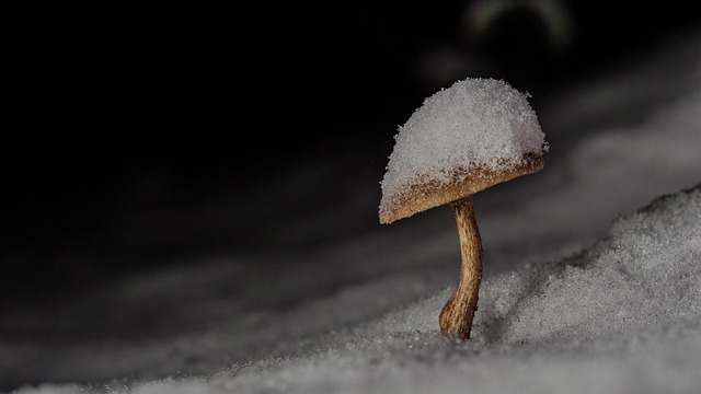 Champignons Mousse Champignon - Photo gratuite sur Pixabay - Pixabay