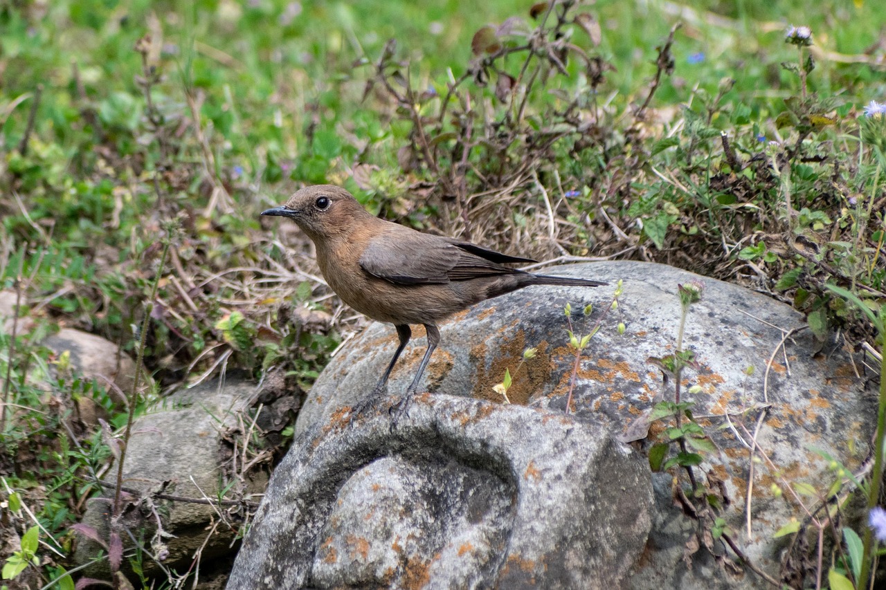 Indian Chat Bird Wren - Free photo on Pixabay