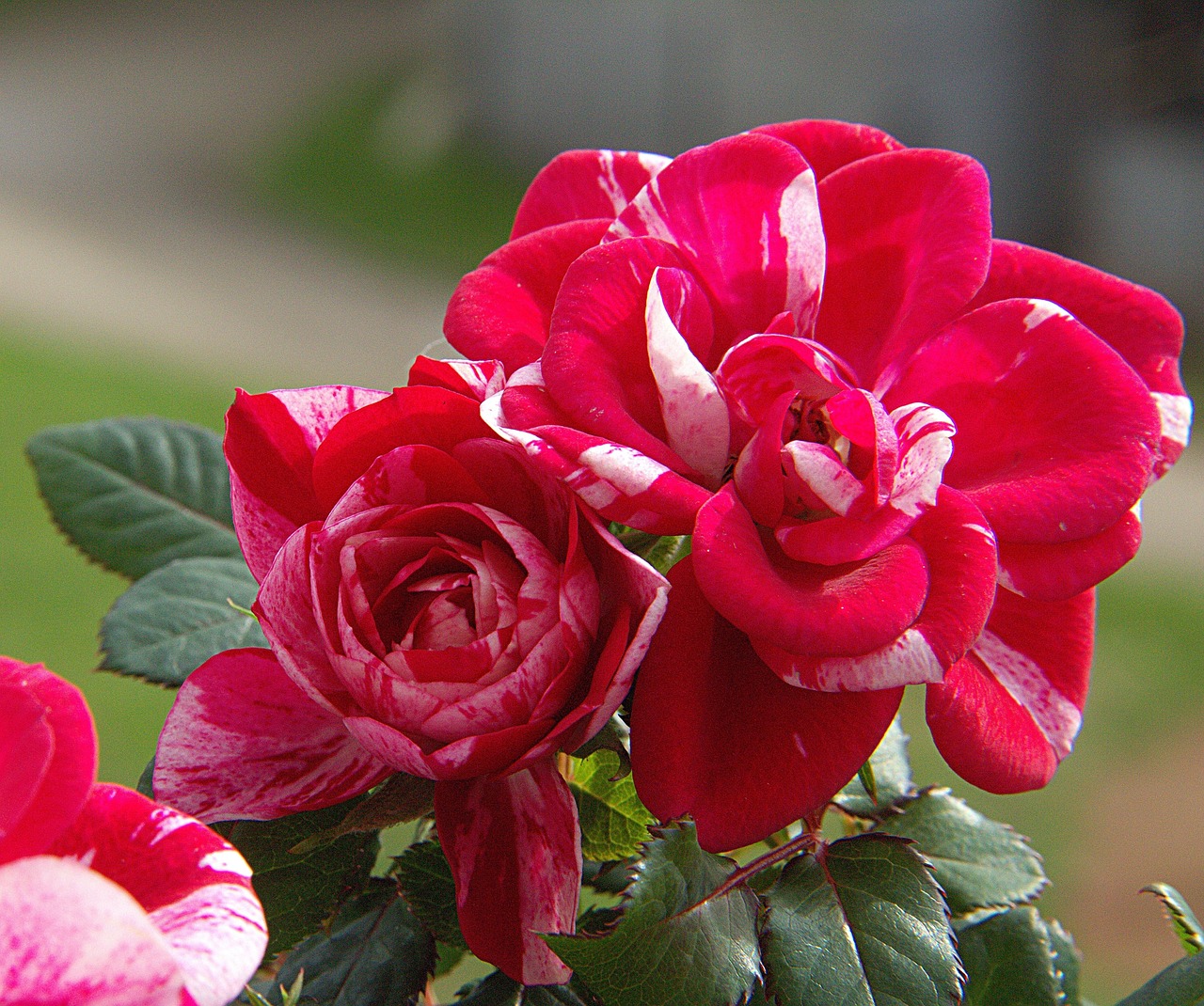 Zweifarbige Rosen Rot Wei