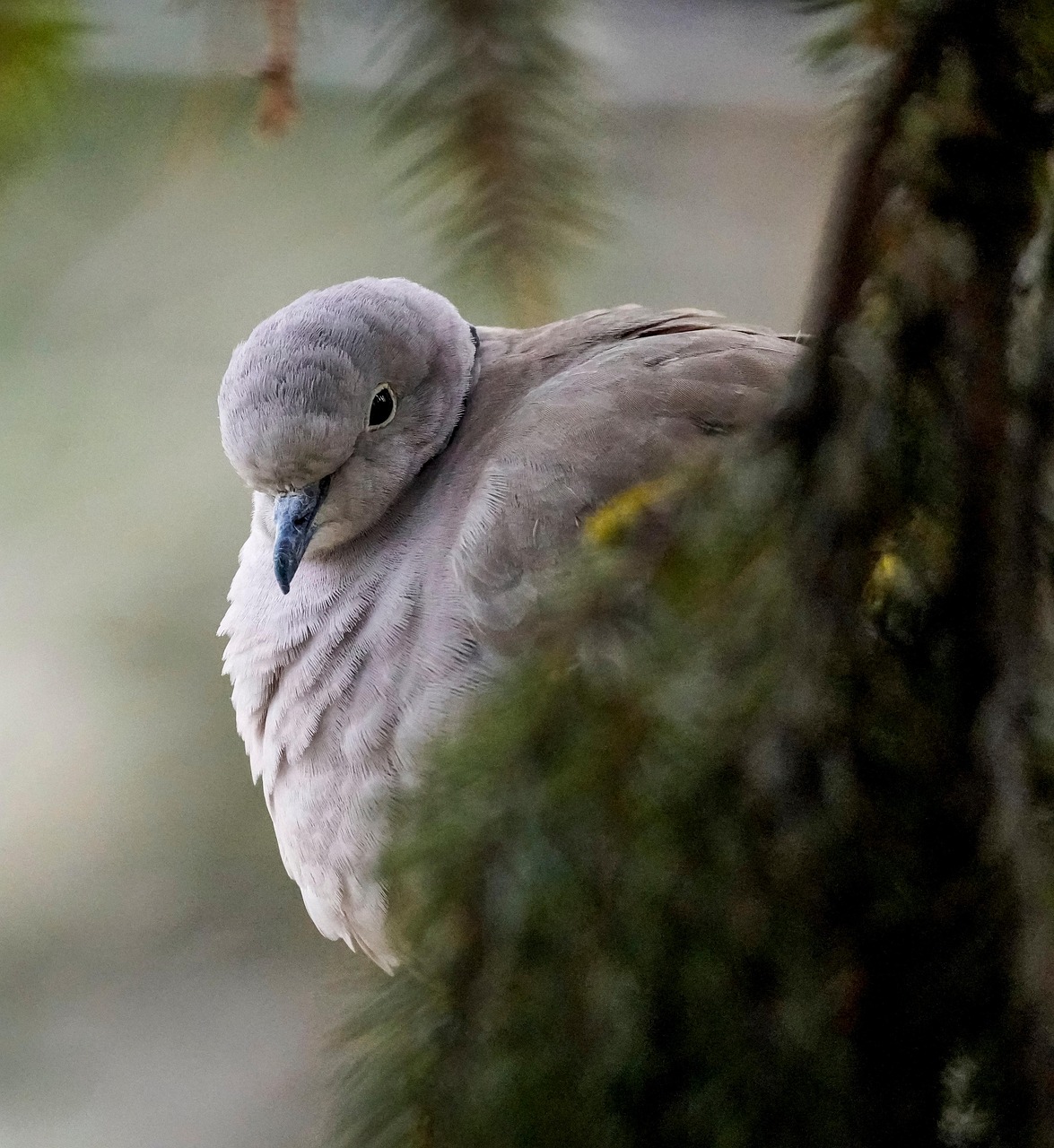 Pigeon Bird Nature - Free photo on Pixabay - Pixabay