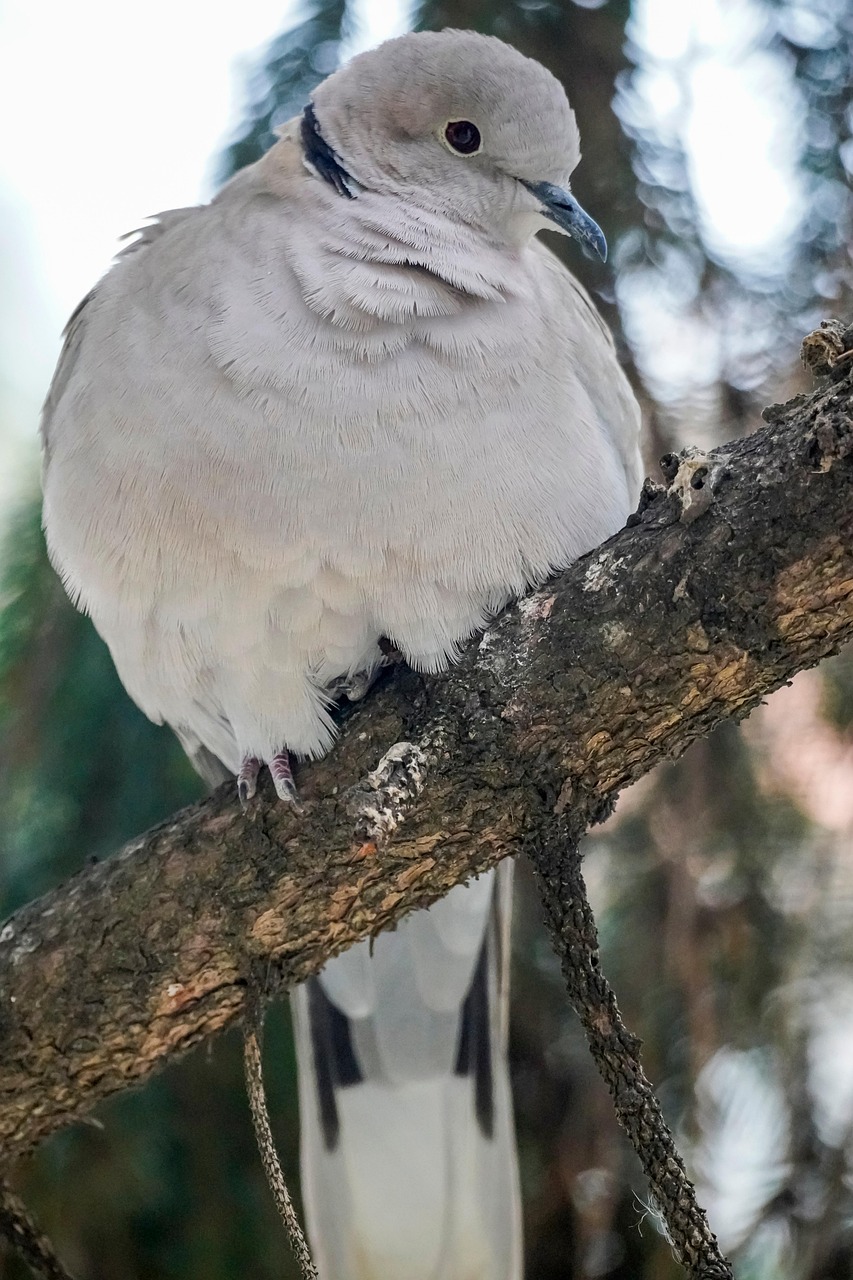 Pigeon Bird Nature - Free photo on Pixabay - Pixabay