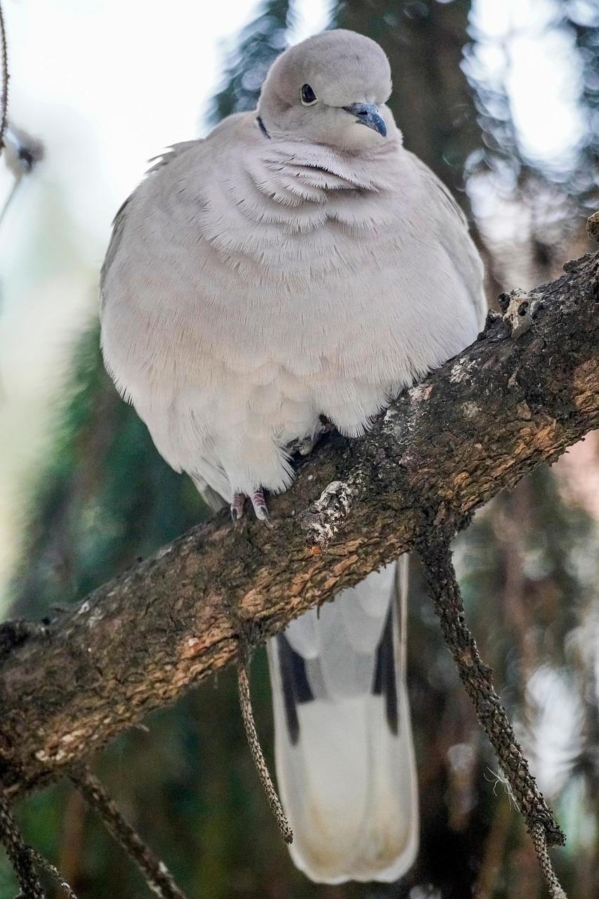 Pigeon Bird Nature - Free photo on Pixabay - Pixabay