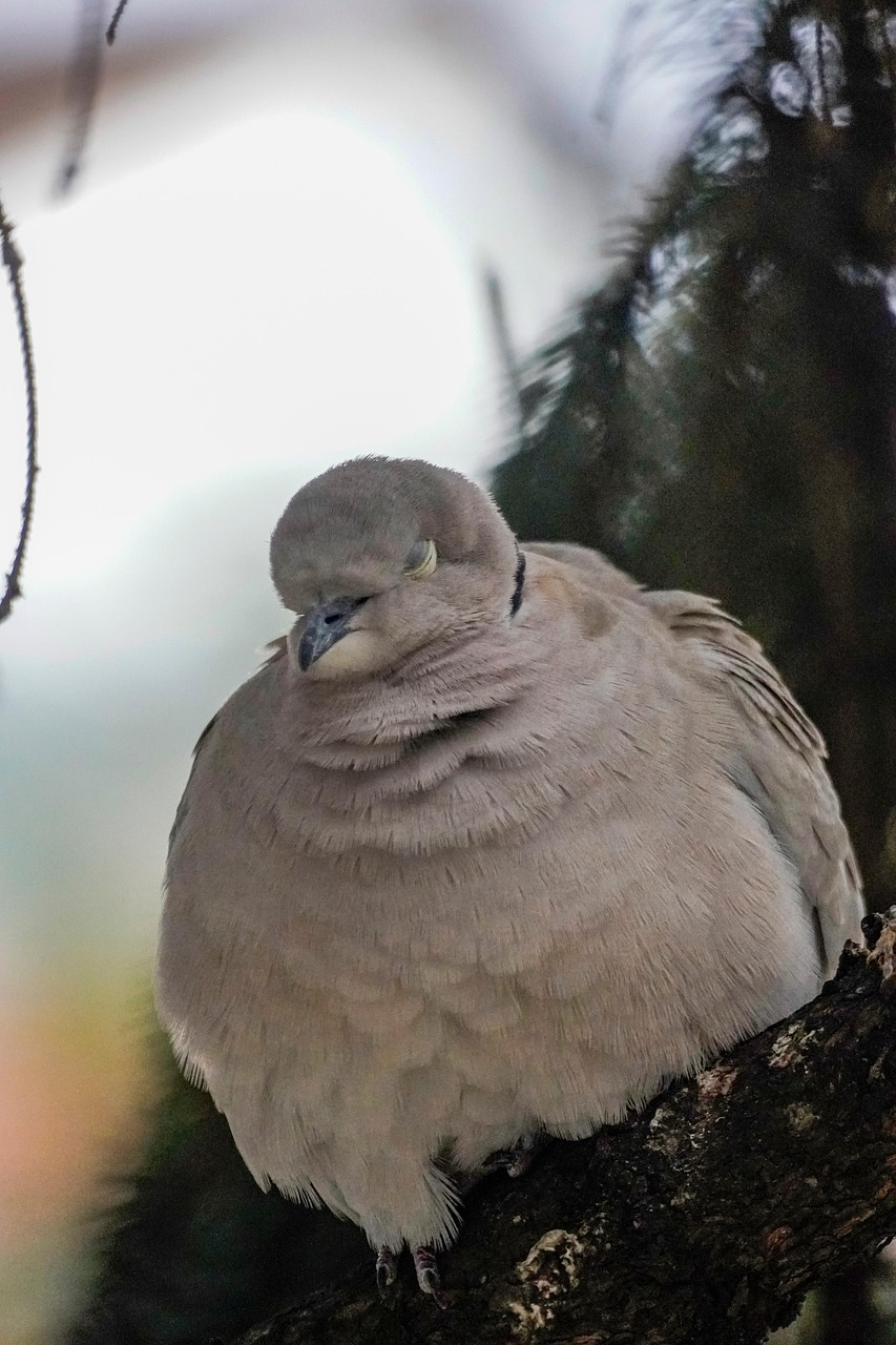 Pigeon Bird Nature - Free photo on Pixabay - Pixabay