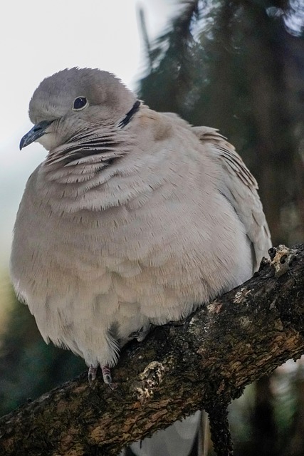 Pigeon Bird Nature - Free photo on Pixabay - Pixabay