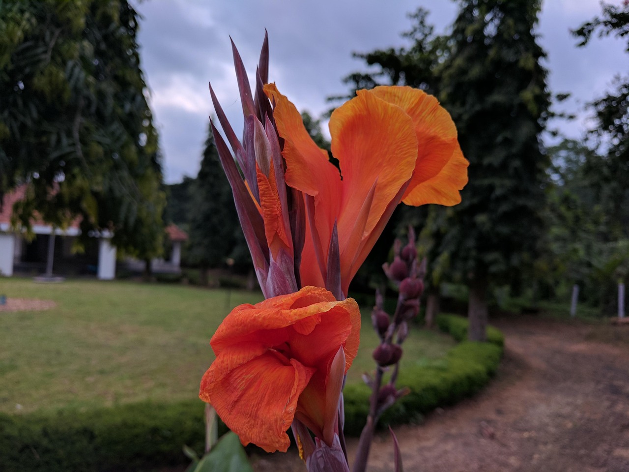 Indian Shot Canna Indica Flower - Free photo on Pixabay - Pixabay