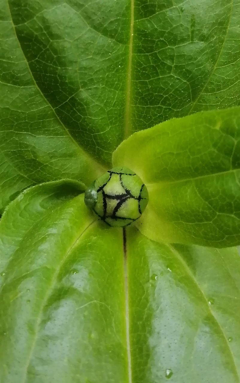 Nature Leaf - Free photo on Pixabay