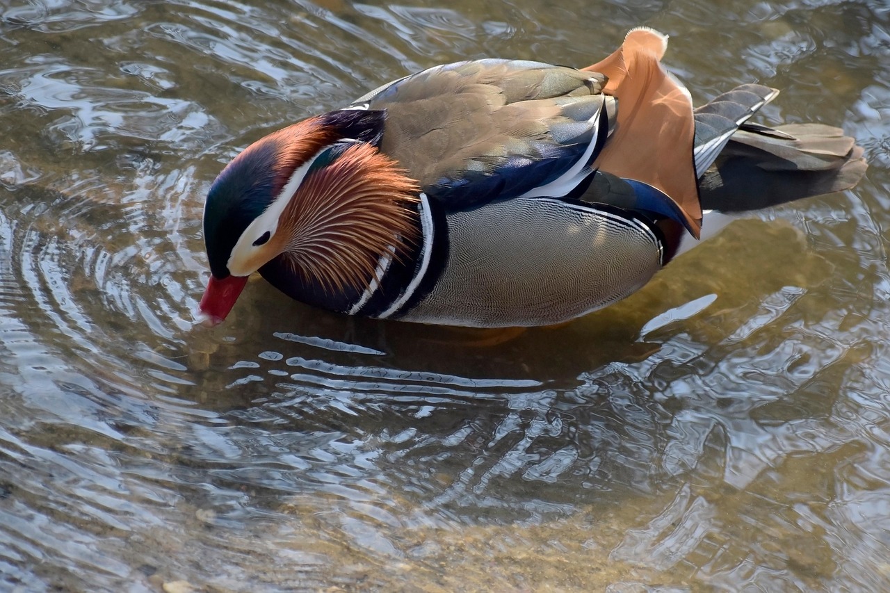 Water Bird Shine Tangerine - Free photo on Pixabay - Pixabay