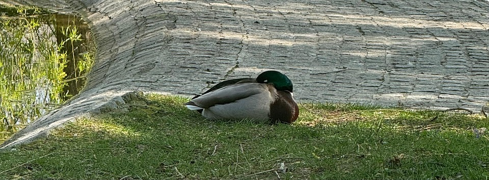 Duck Nature Spring - Free photo on Pixabay - Pixabay