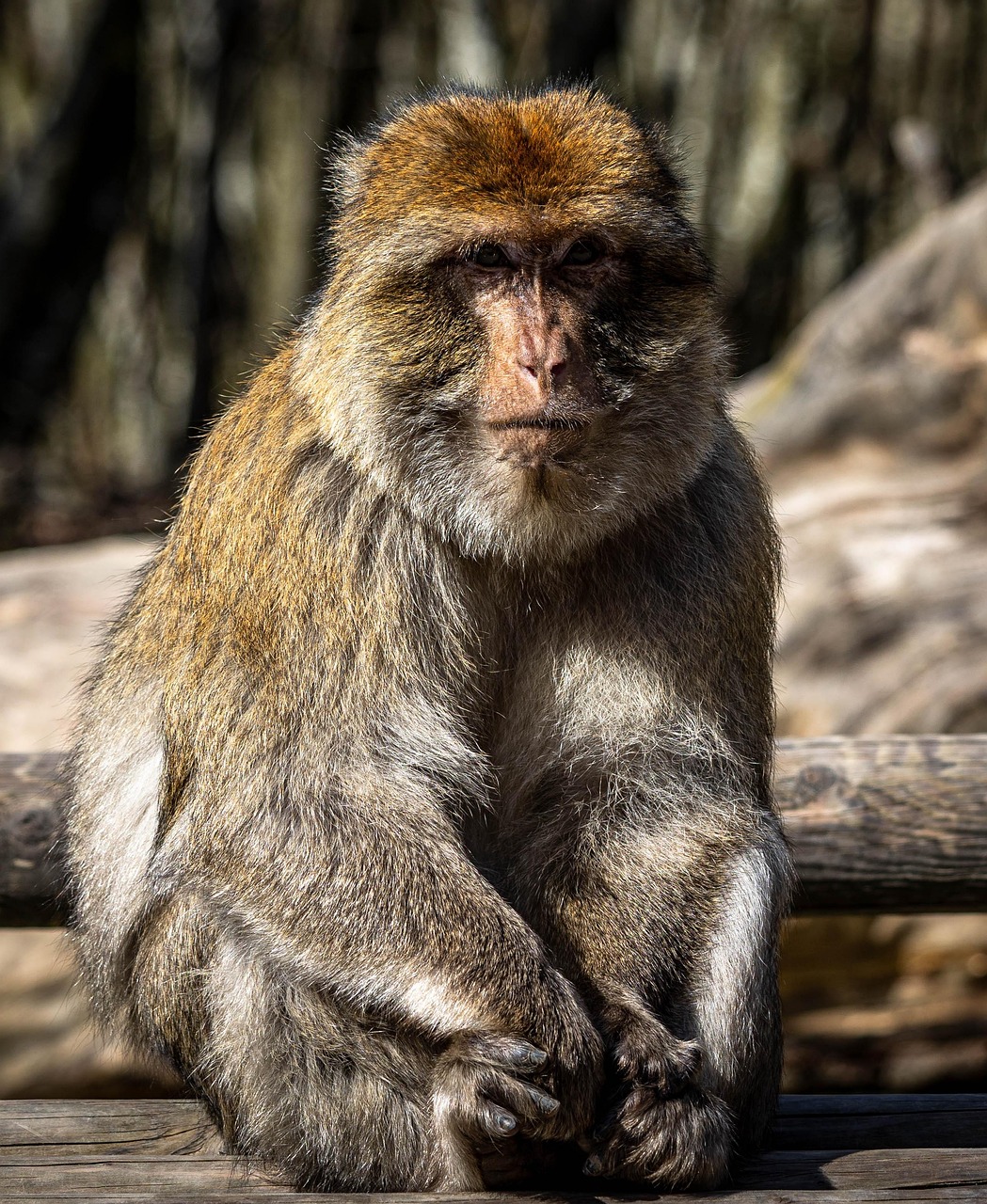 Macaco Animal Mamífero - Foto gratuita no Pixabay - Pixabay