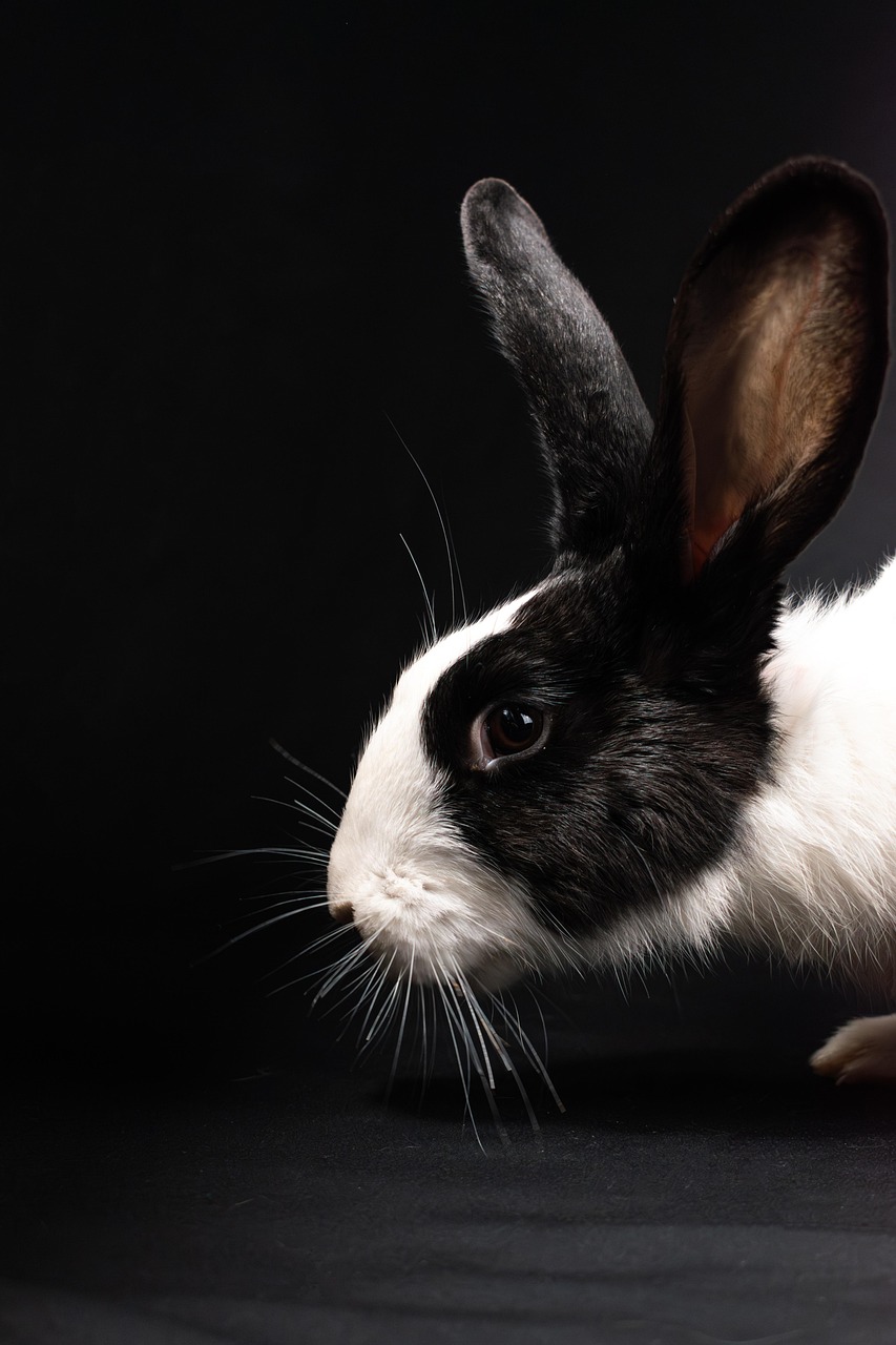 Rabbit Bunny Oryctolagus Cuniculus - Free photo on Pixabay - Pixabay