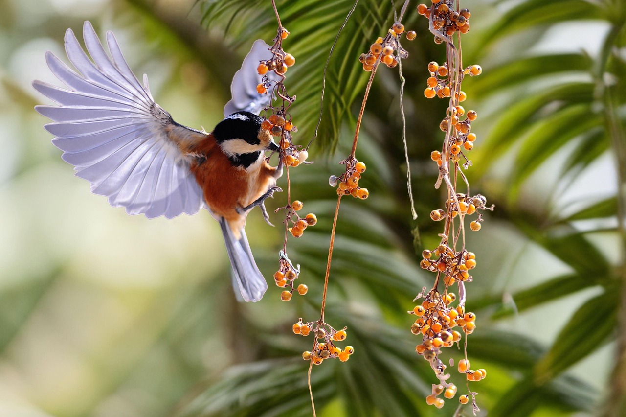 Bird Berries Animal - Free photo on Pixabay - Pixabay
