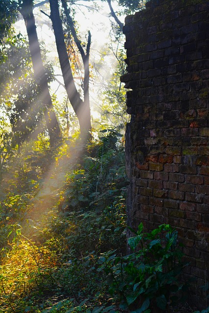 Schatten Natur Licht - Kostenloses Foto auf Pixabay - Pixabay