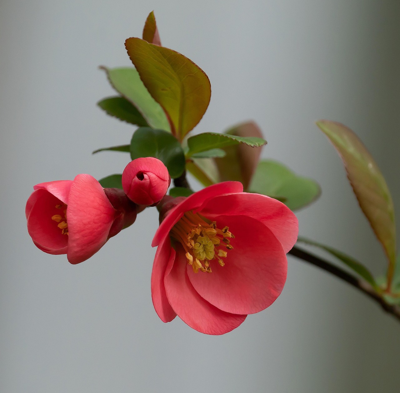 Ornamental Quince Flower Plant - Free photo on Pixabay - Pixabay