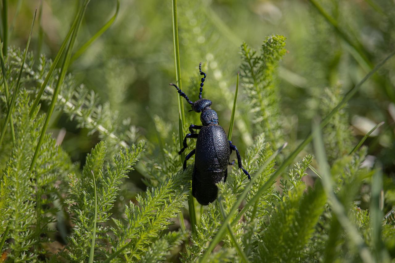 Violet Oil Beetle Bug Insect - Free photo on Pixabay - Pixabay