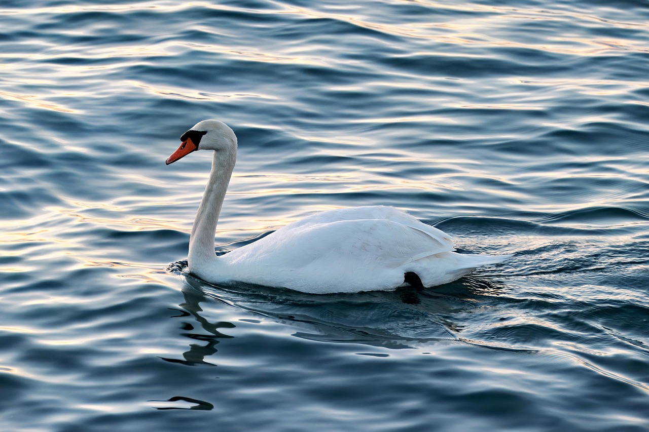 Cisne Natureza Mar - Foto gratuita no Pixabay - Pixabay