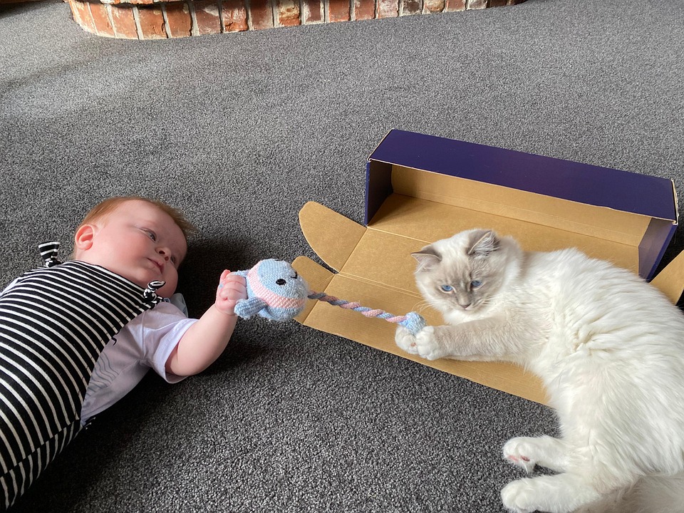 Pet And Owner Cat Baby Lives - Free photo on Pixabay - Pixabay