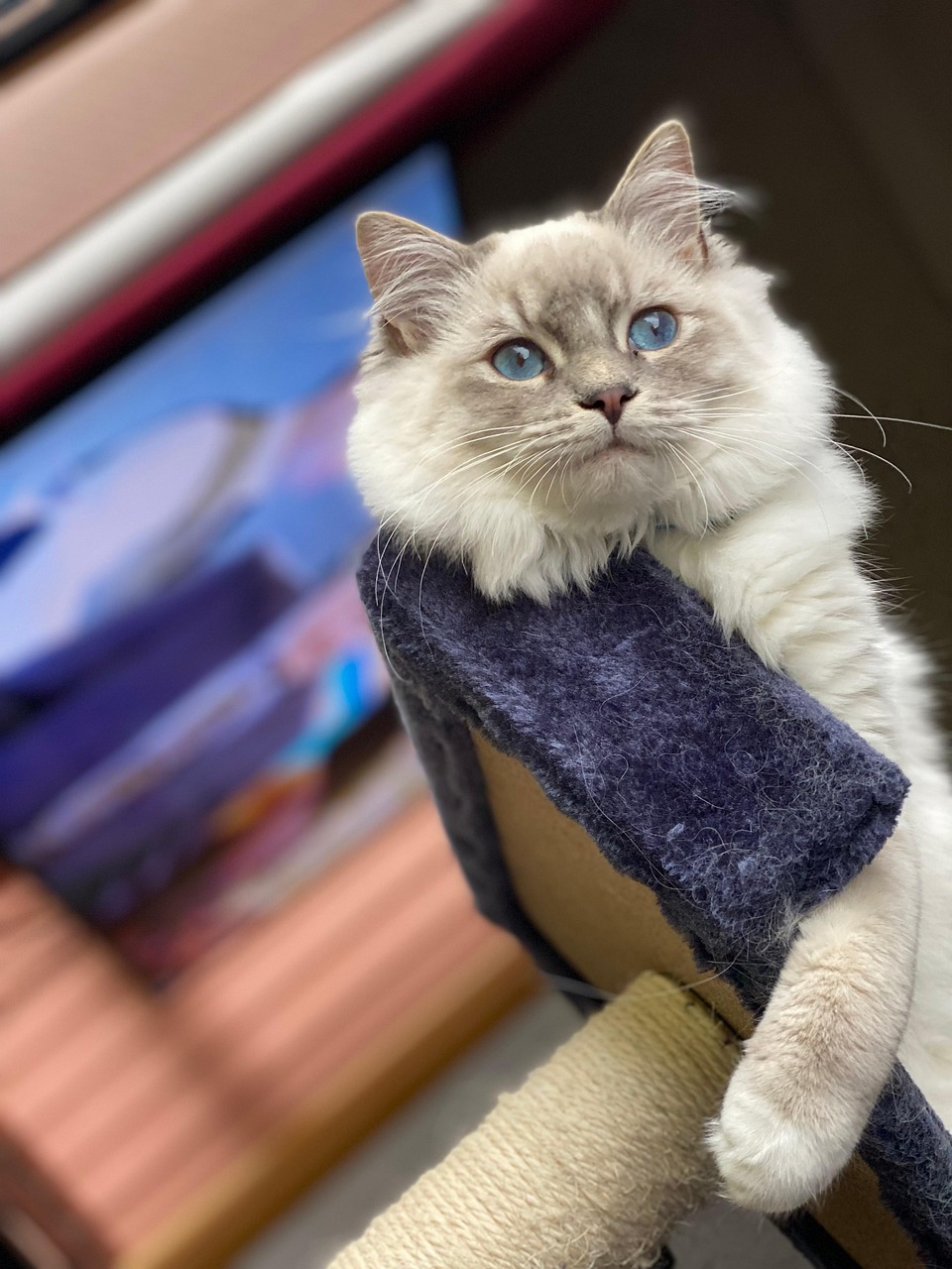 Rag Doll Cat Cute Breed Fluffy - Free photo on Pixabay - Pixabay