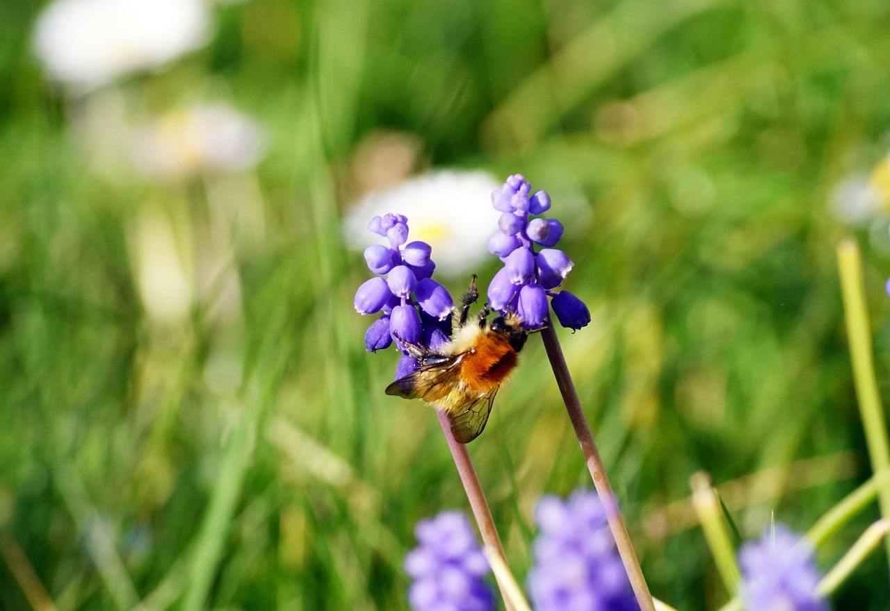 Lebah Muscari Bunga - Foto gratis di Pixabay - Pixabay
