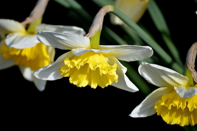 300,000+ Free Beautiful Daffodils & Nature Images - Pixabay