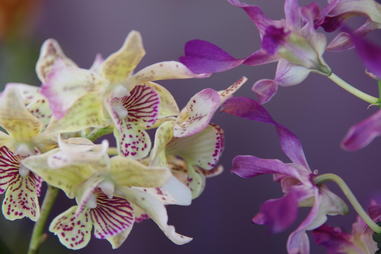 Orchidée Fleur Nature - Photo gratuite sur Pixabay