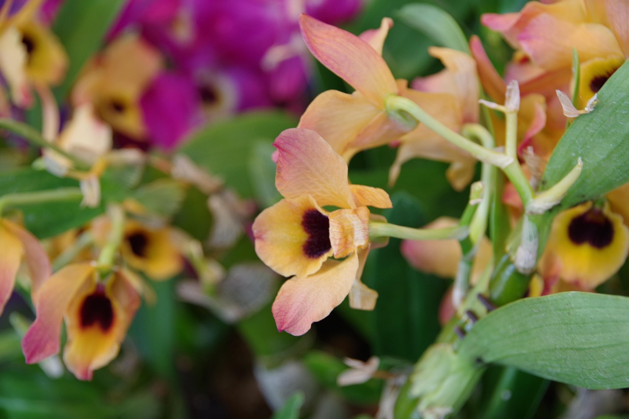 Orchidée Nature Fleur - Photo gratuite sur Pixabay - Pixabay