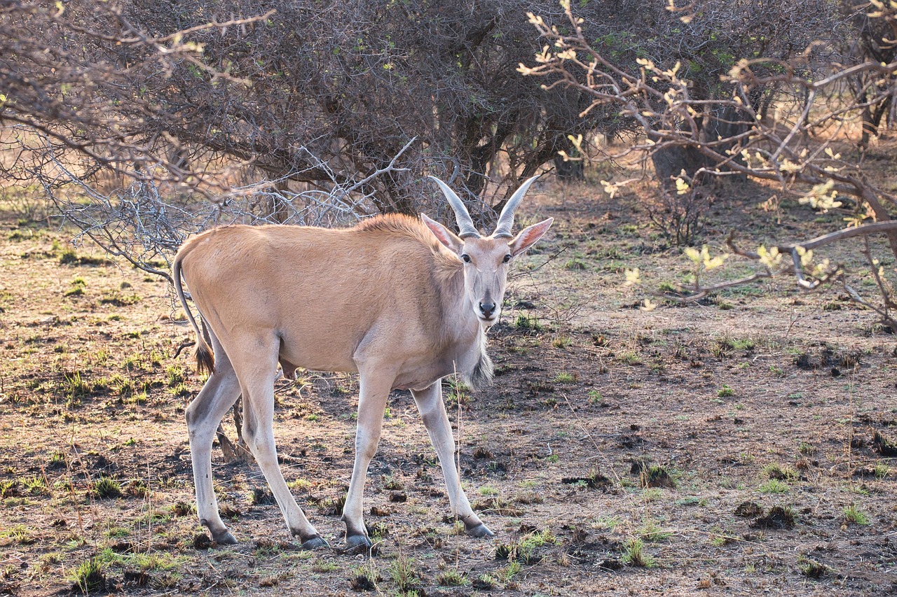 Eland Antelope Nature - Free photo on Pixabay - Pixabay