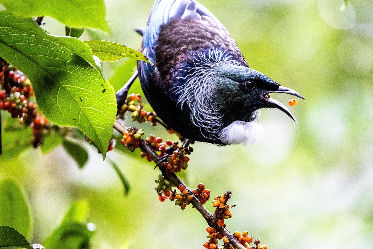 Tui New Zealand Wild - Free photo on Pixabay - Pixabay
