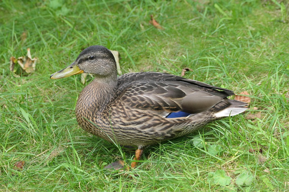 Duck Nature Animal - Free photo on Pixabay - Pixabay
