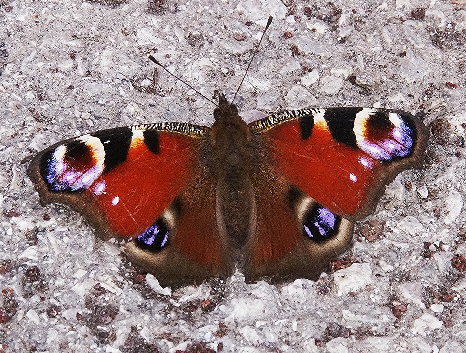 Butterfly Road Path - Free photo on Pixabay - Pixabay