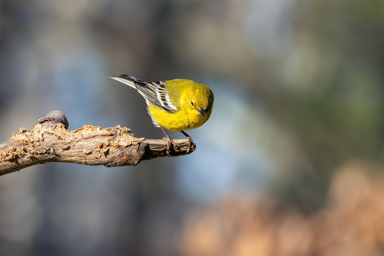 Bird Warbler Wildlife - Free photo on Pixabay - Pixabay