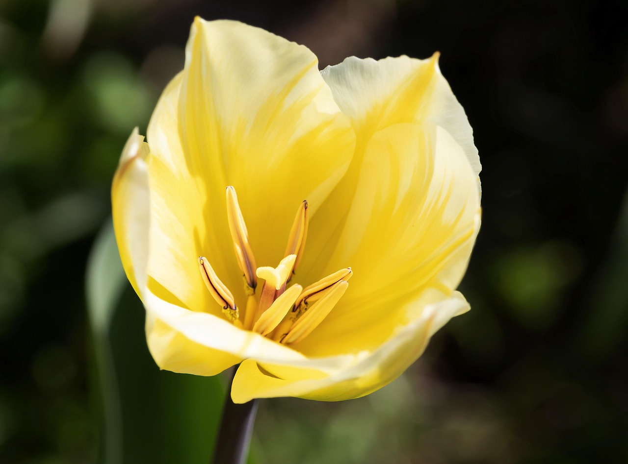 Tulip Alam Bunga Mekar - Foto gratis di Pixabay - Pixabay