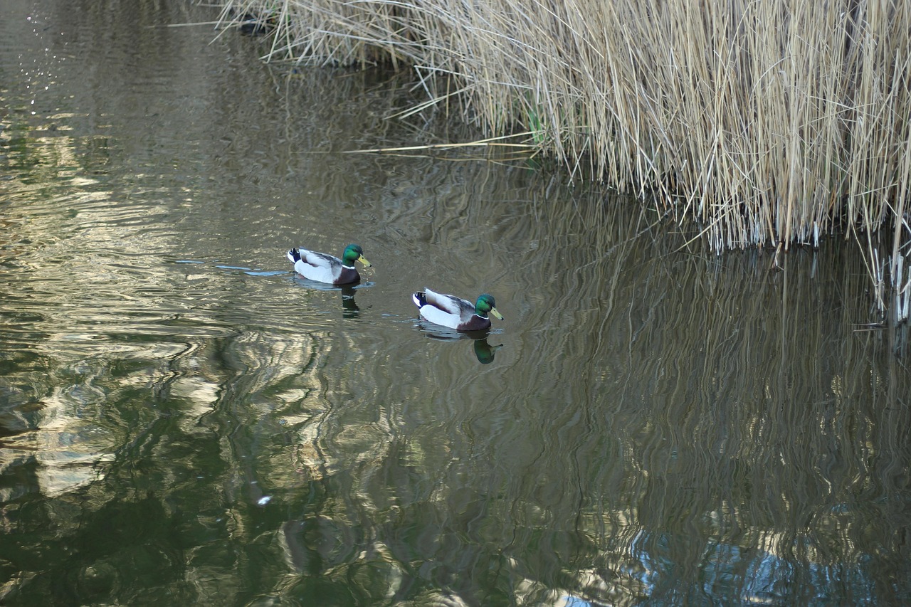 Enten Schwimmende Stockente - Kostenloses Foto auf Pixabay
