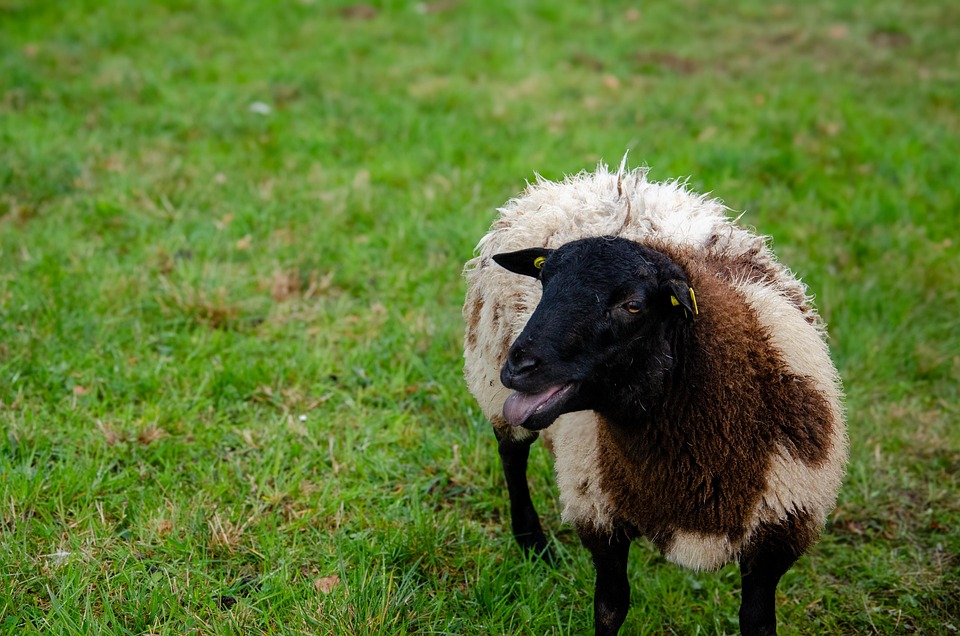 Animal Ovelha Borrego - Foto gratuita no Pixabay - Pixabay