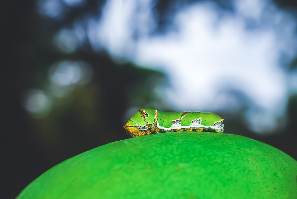 Green Worm Creature - Free photo on Pixabay - Pixabay